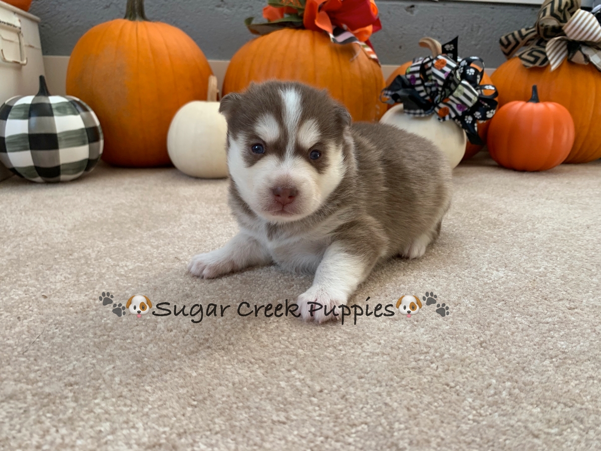 The Pomsky Breed - Sugar Creek Puppies