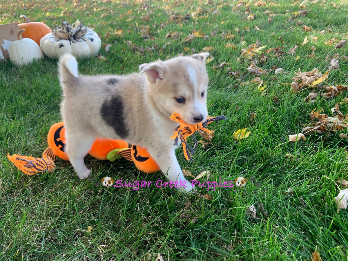 The Pomsky Breed - Sugar Creek Puppies