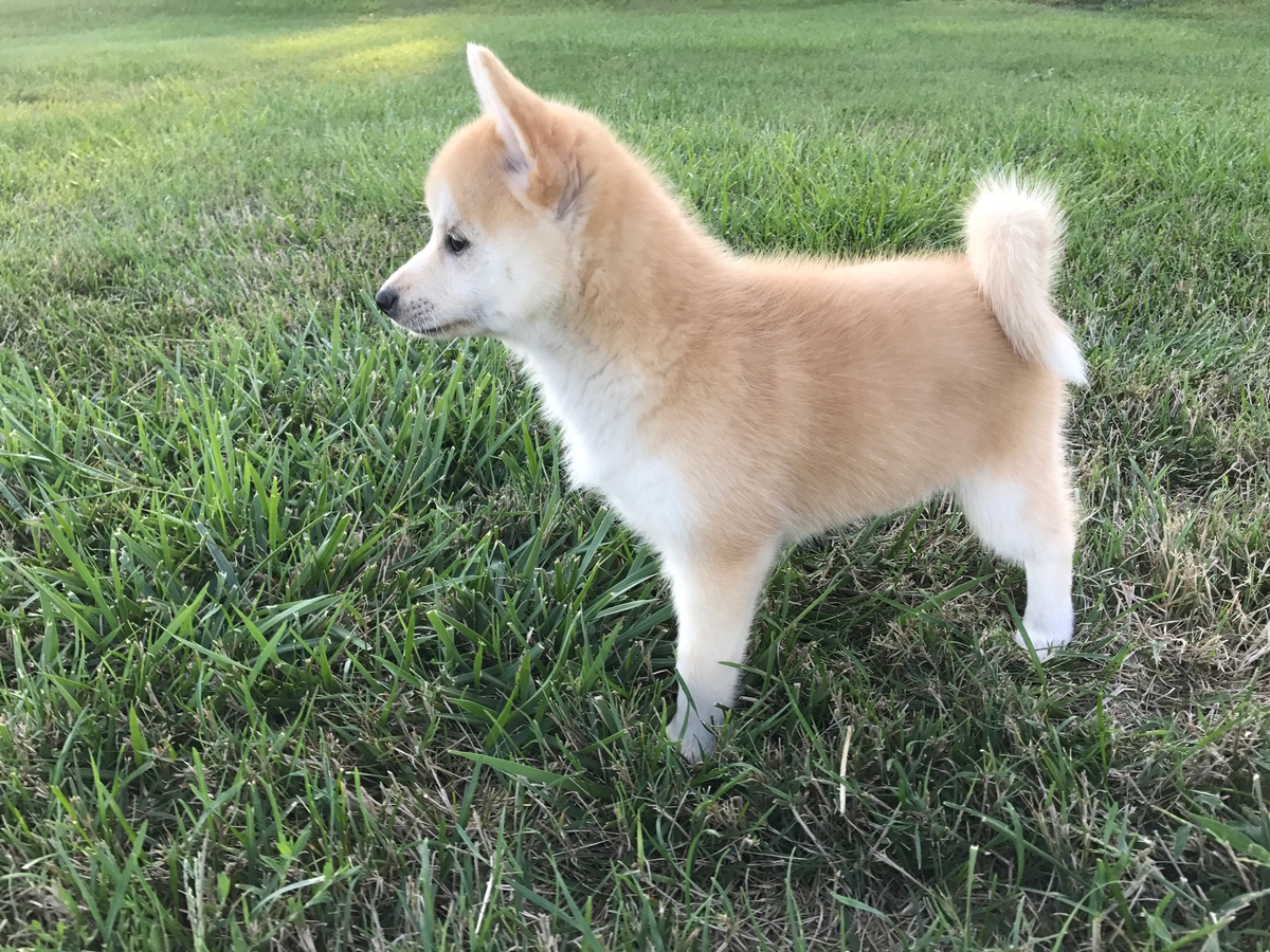 The Pomsky Breed - Sugar Creek Puppies
