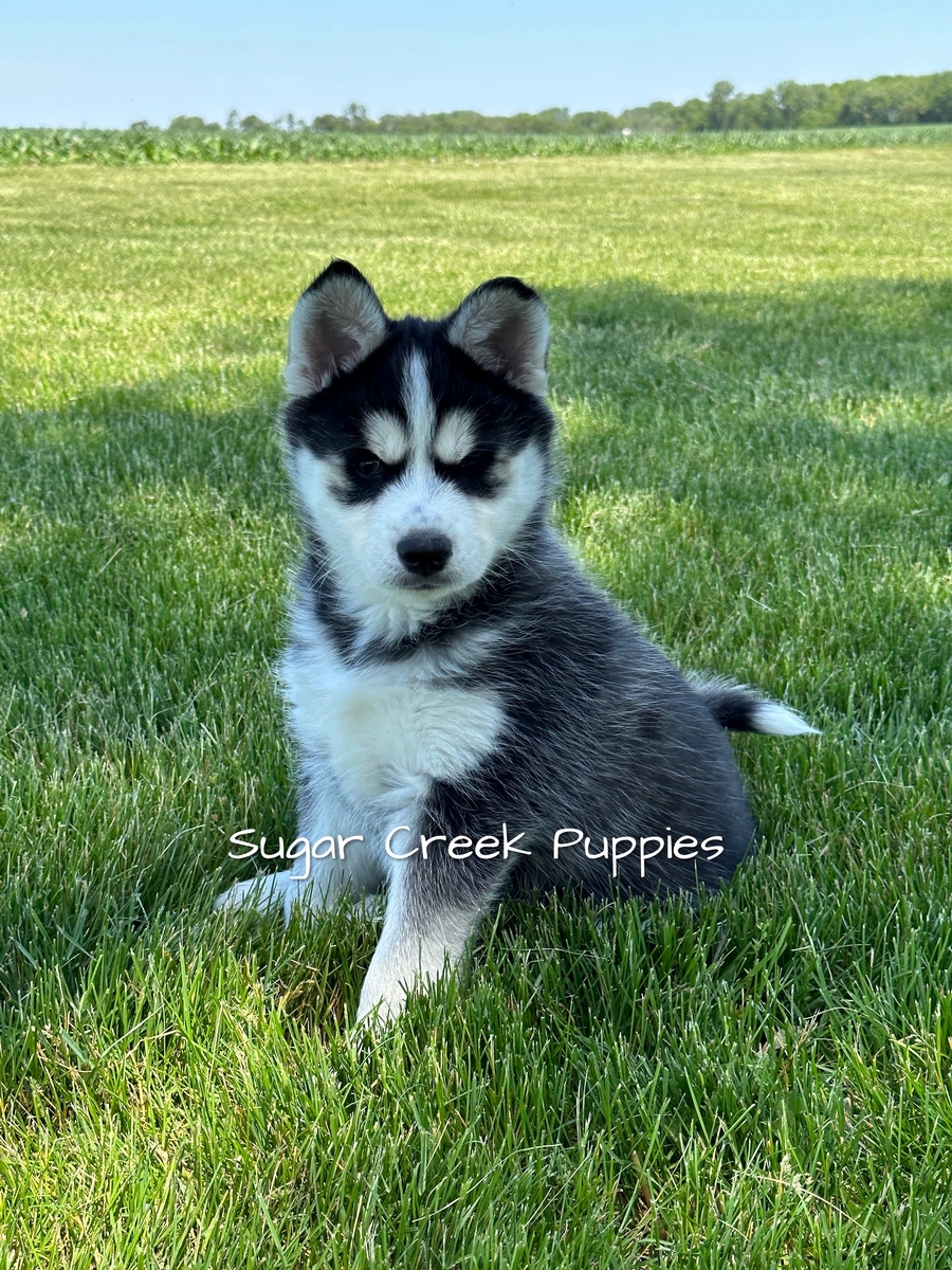 The Pomsky Breed - Sugar Creek Puppies