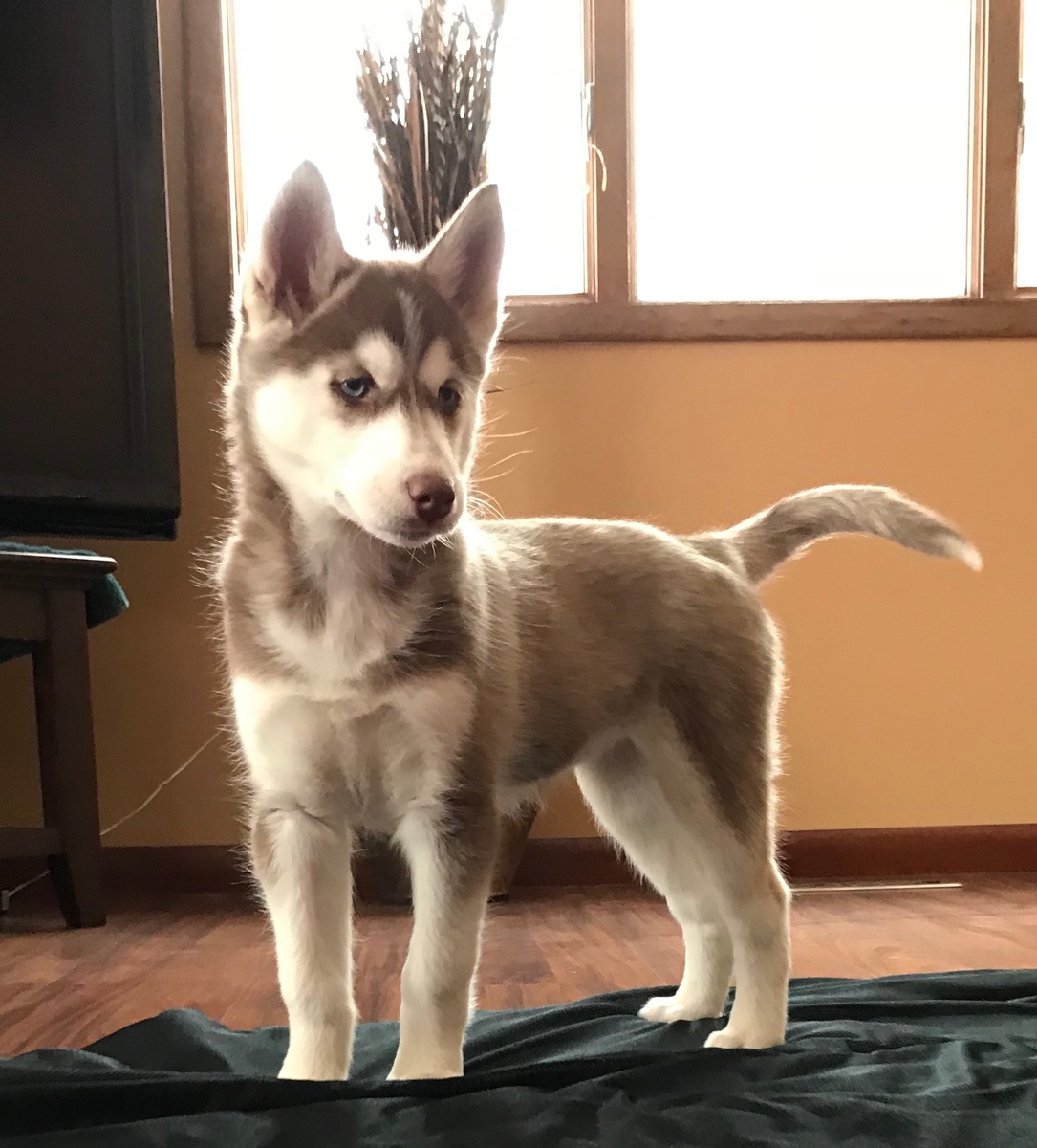 The Pomsky Breed - Sugar Creek Puppies