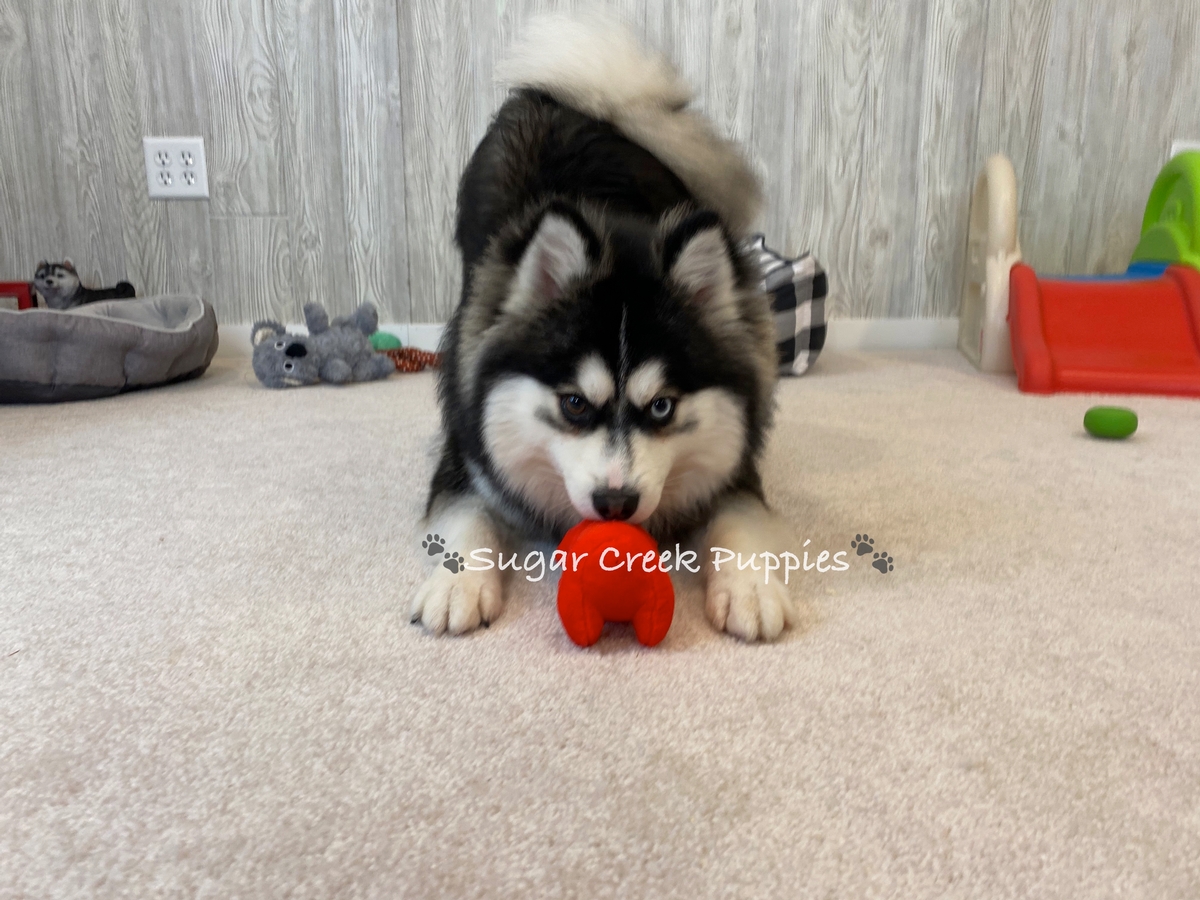 Jax