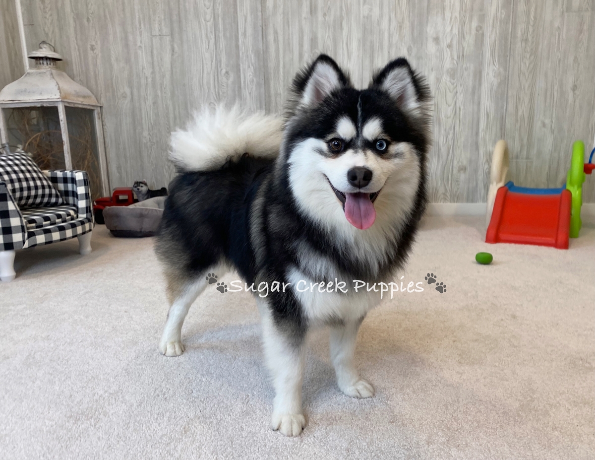 The Pomsky Breed - Sugar Creek Puppies
