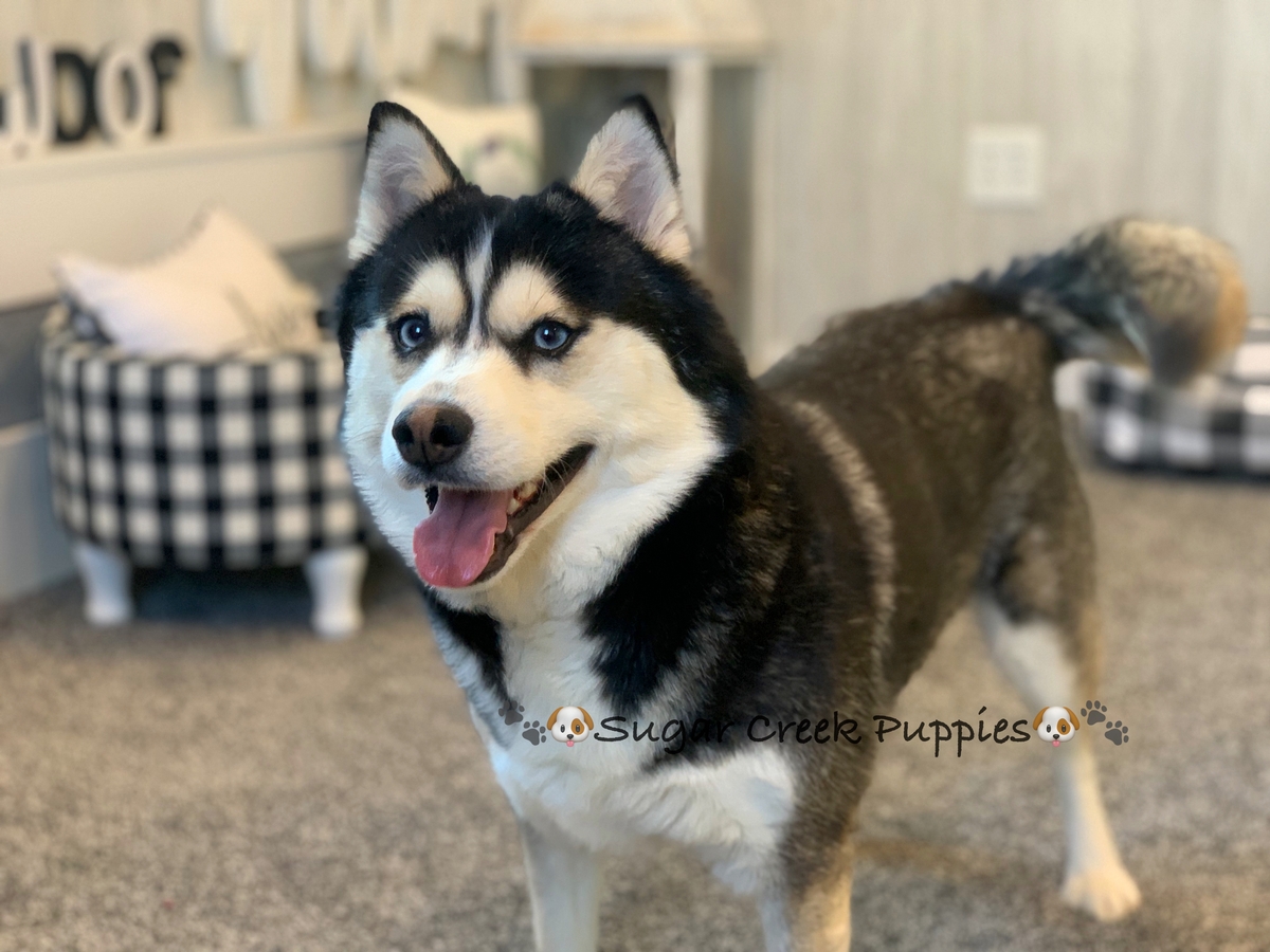 The Pomsky Breed - Sugar Creek Puppies