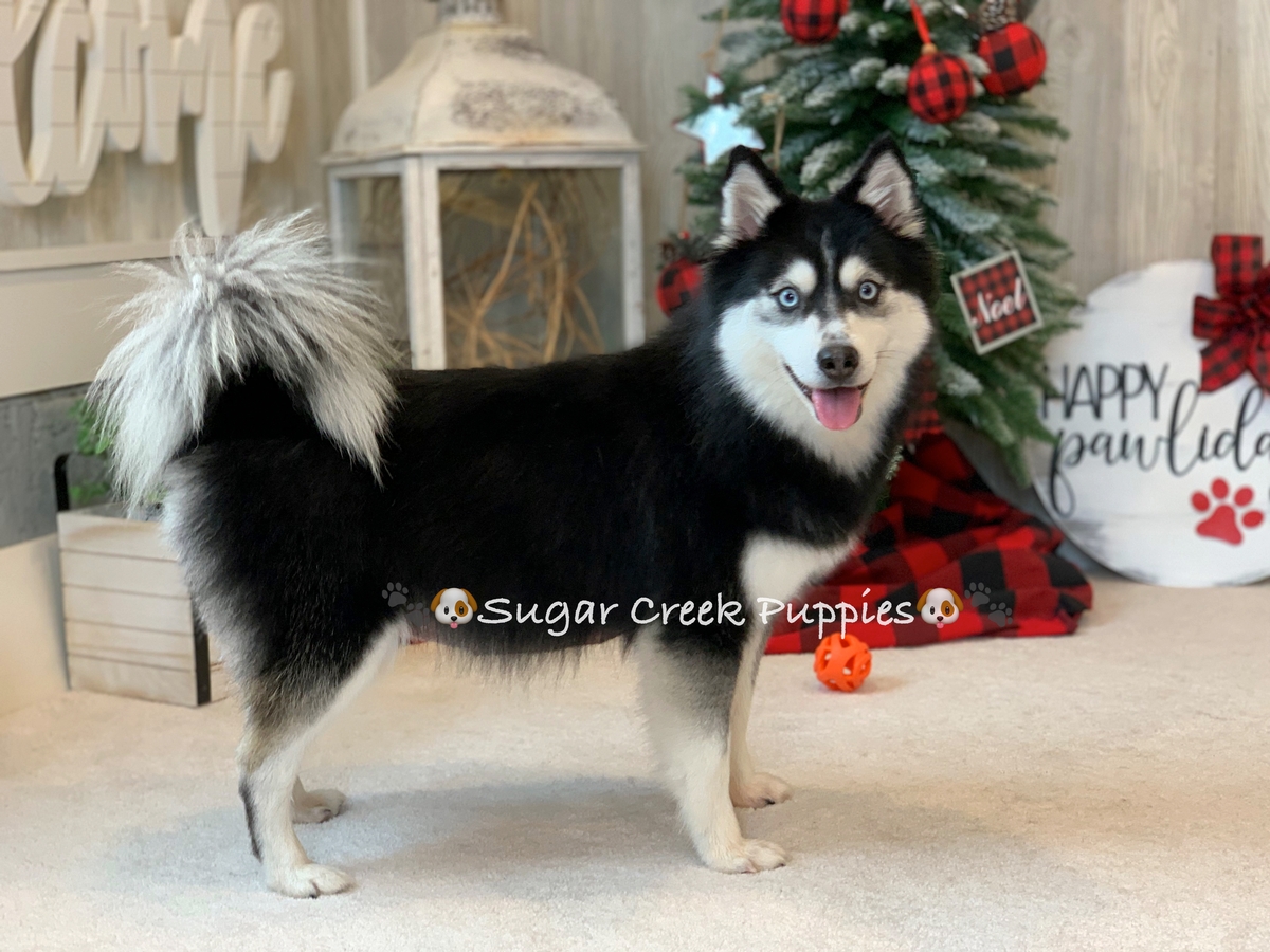 The Pomsky Breed - Sugar Creek Puppies